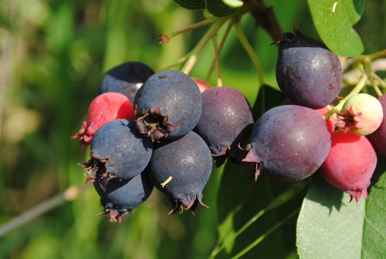 Amelanchier Honeywood Vivai Veimaro Vivaio Specializzato Nella