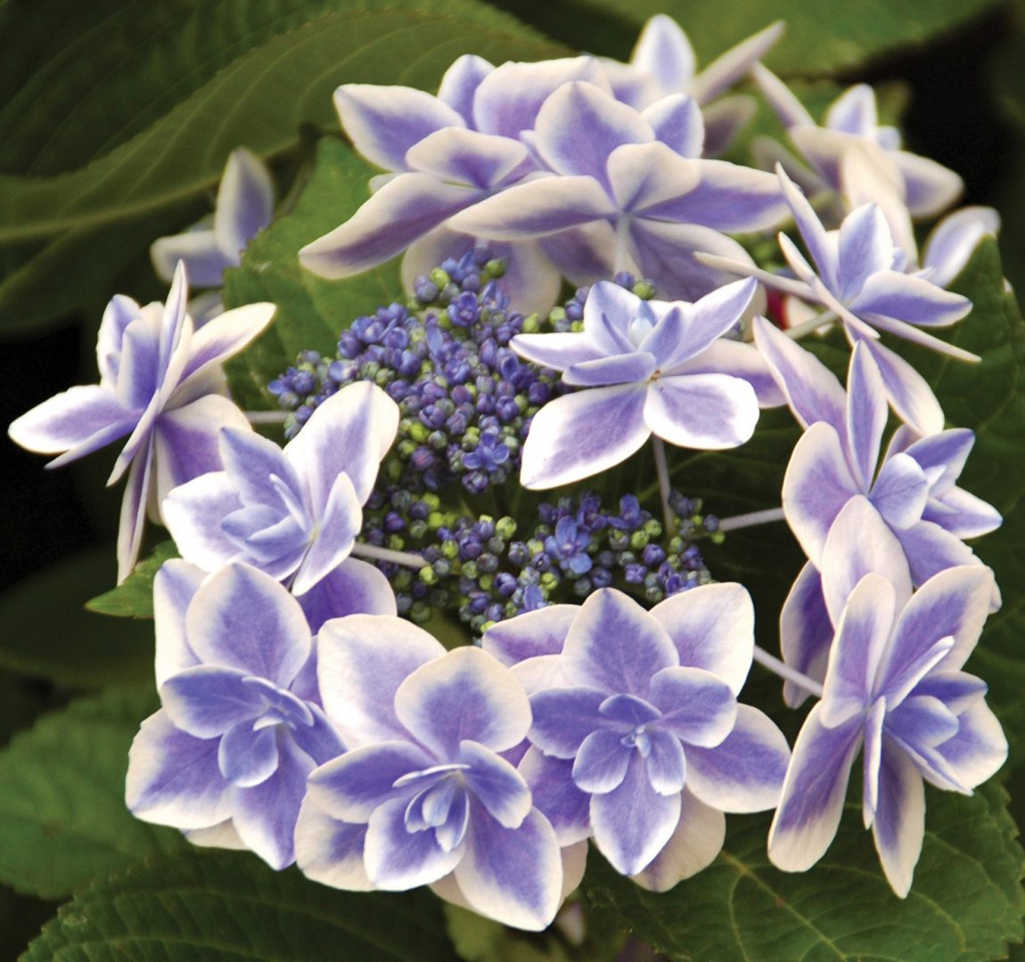 Hydrangea macrophylla 'STAR GAZER'® - Vivai Veimaro - Vivaio ...